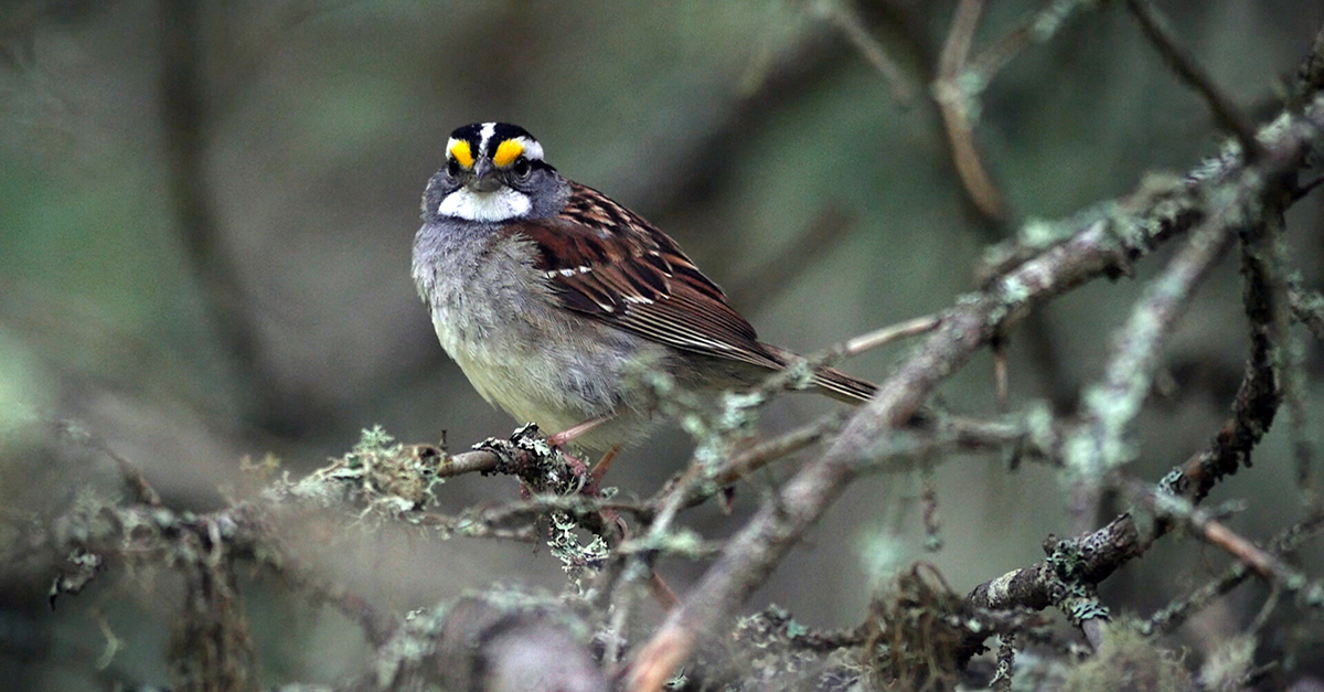 Flight Path: The World Of Migratory Birds - WGTE Public Media